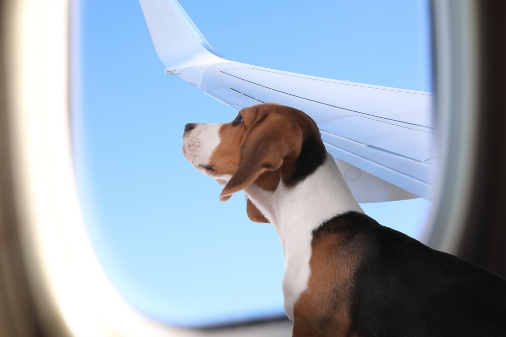 Pet-Friendly Private Jet Charter | Mercury Jets